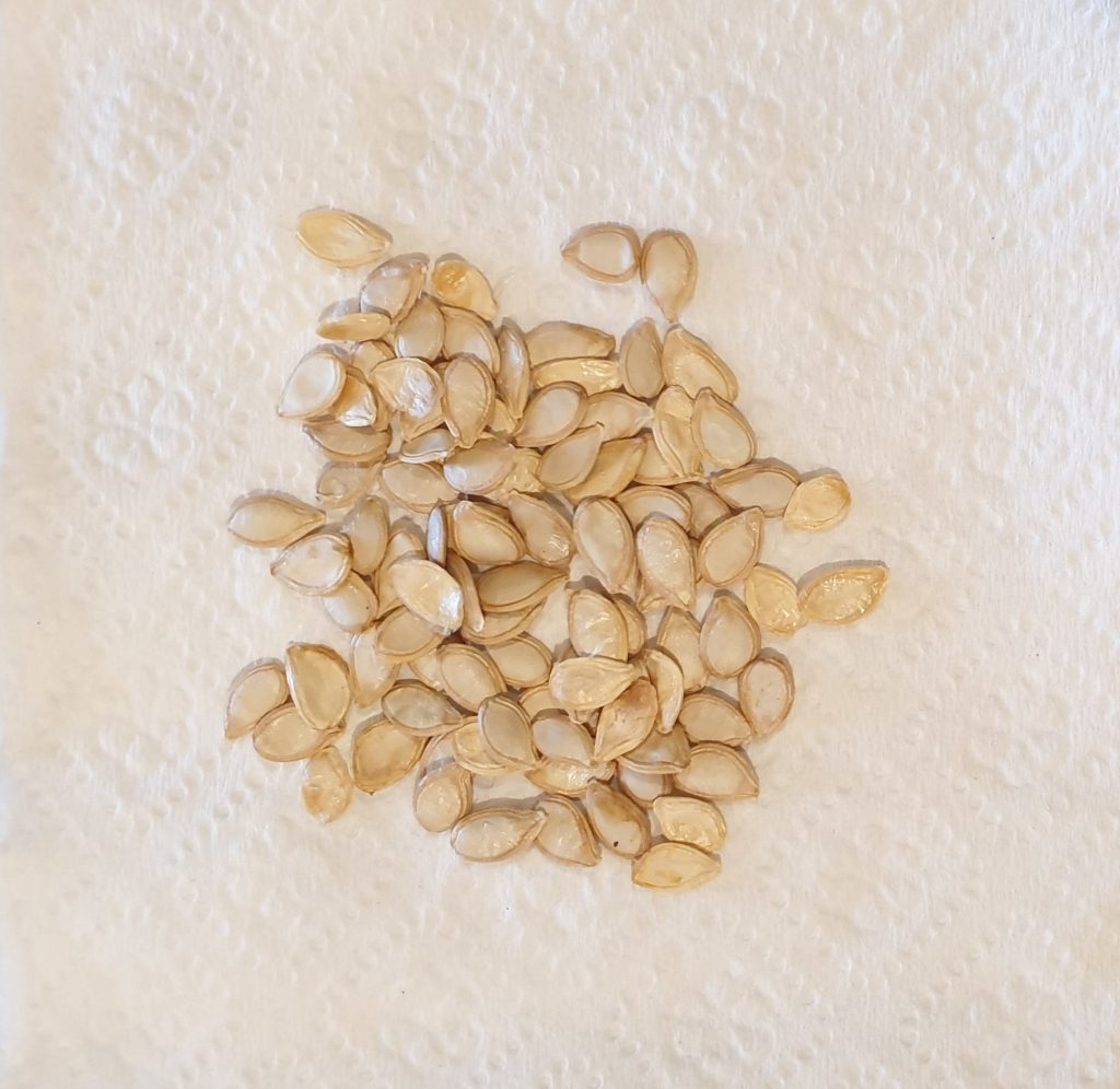 Gem Squash Seeds
